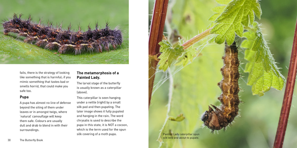 The Butterfly Book – Graffeg Books