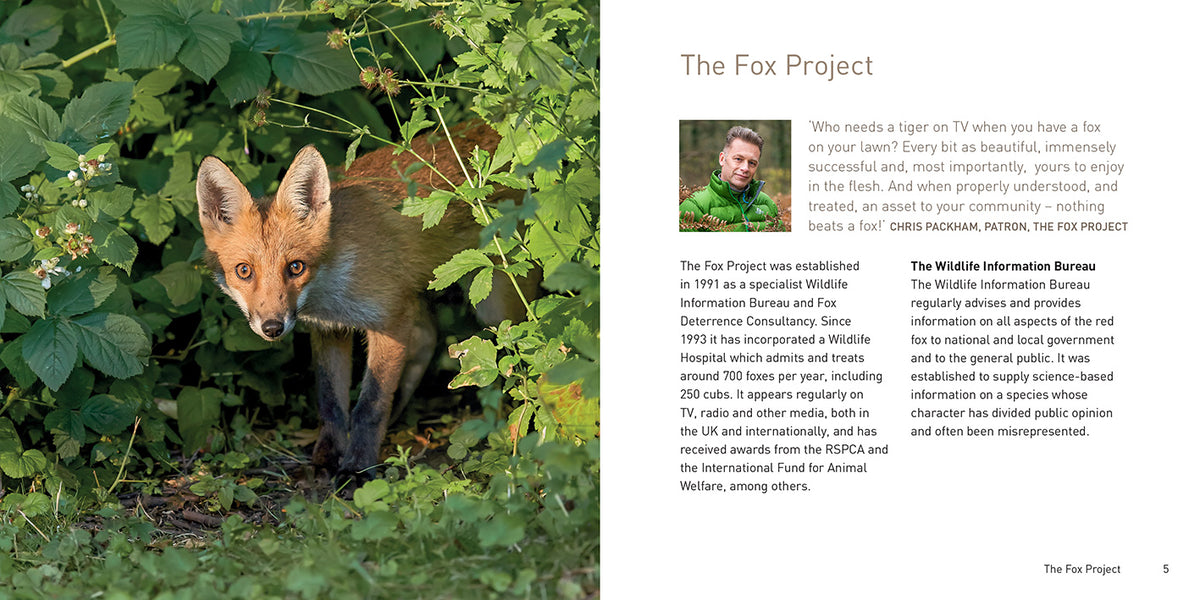 The Fox Book – Graffeg Books