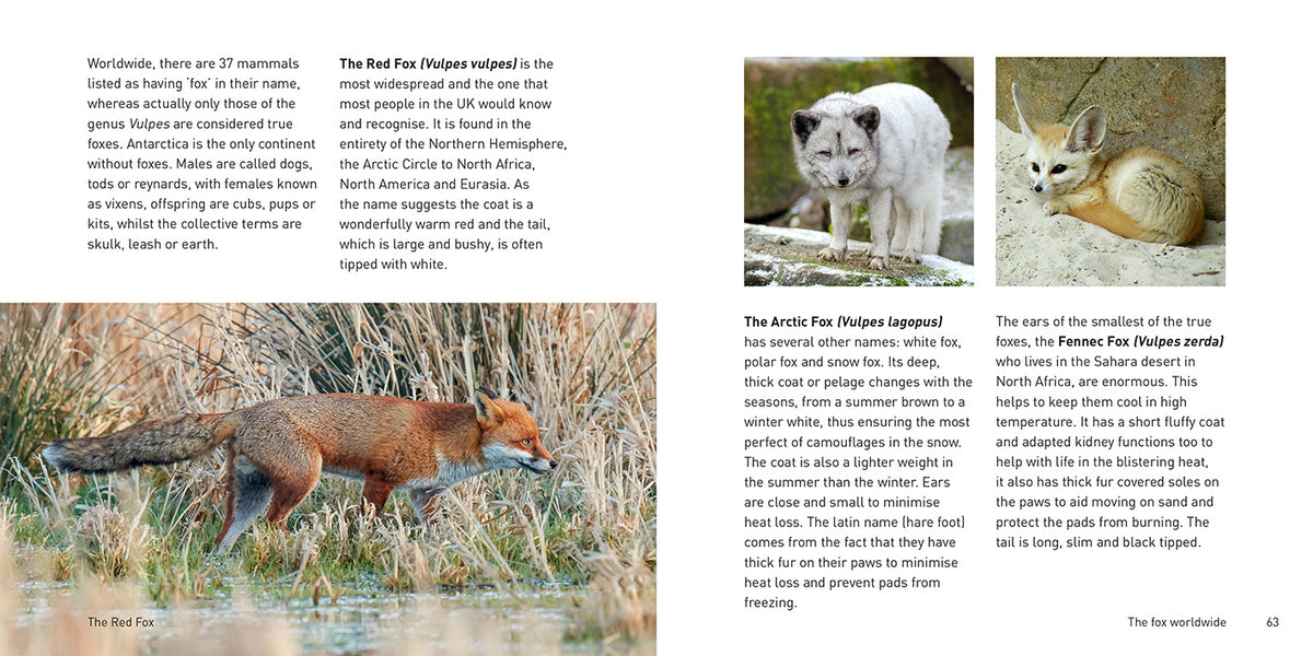 The Fox Book – Graffeg Books