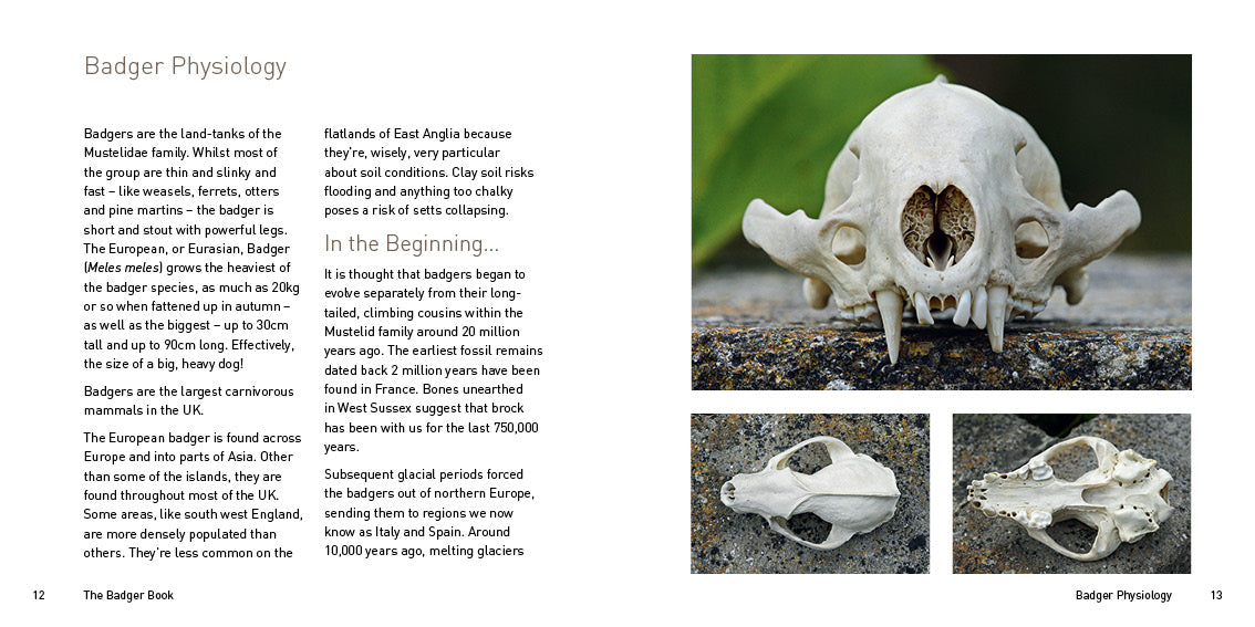 The Badger Book – Graffeg Books